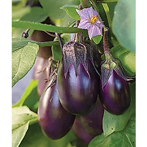 Burpee Patio Baby Eggplant Seeds 30 seeds