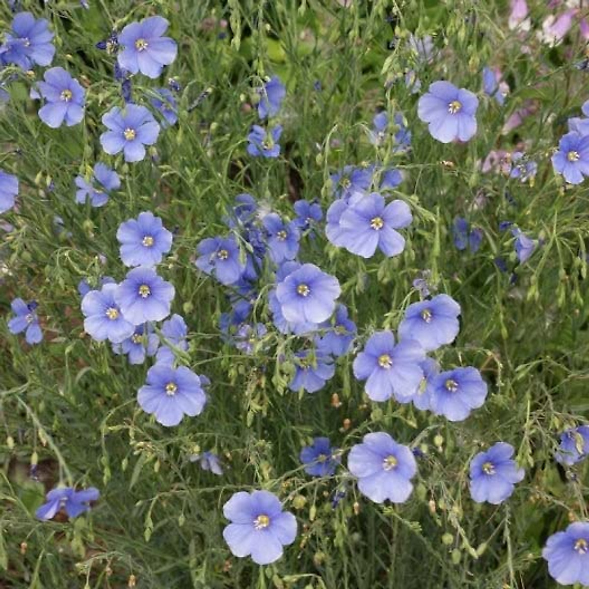 Annual Blue Flax Seeds - 5 Pounds - Blue Flower Seeds, Heirloom Seed Attracts Bees, Attracts Butterflies, Attracts Pollinators, Easy to Grow & Maintain, Fast Growing, Container Garden