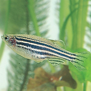 Zebra Fish (Danios), Living, Male, Pack Of 3