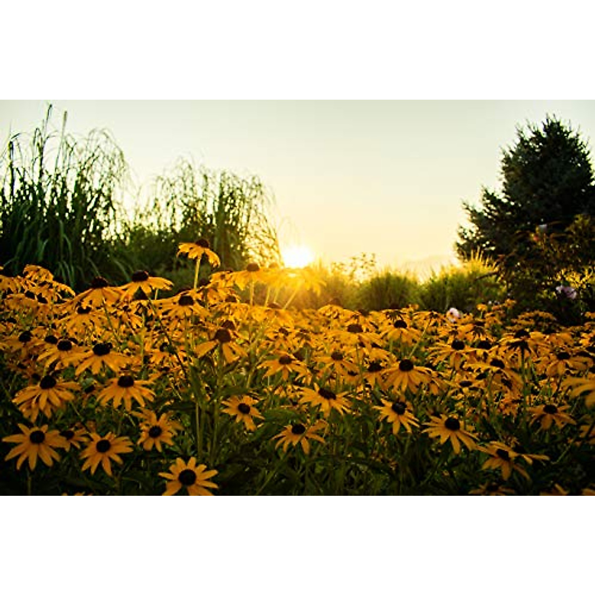 Black Eyed Susan Seeds for Planting, 5000 Seeds, Giving You Beautiful Black Eyed Susan Flowers, Non-GMO, Heirloom Seed Varieties