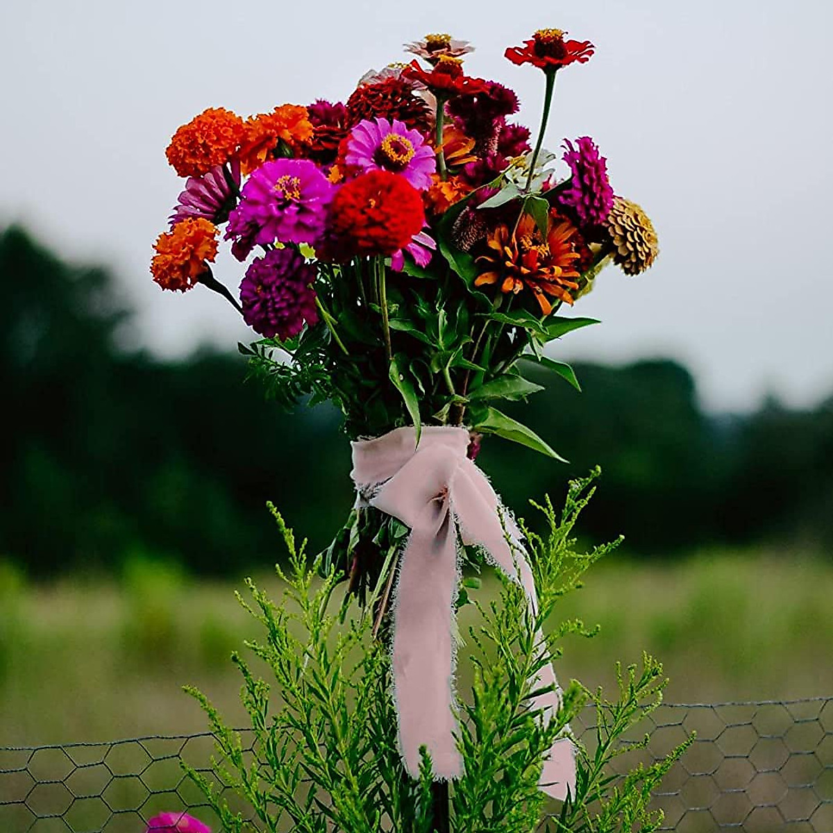 Blush Pink Chiffon Ribbon 3 Rolls Frayed Chiffon Silk Ribbons for Bouquets, Wedding, Gift Wrapping 2"x 5.5 Yd