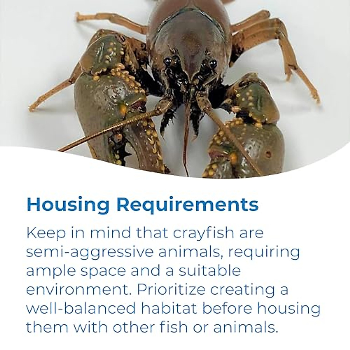 Toledo Goldfish Crayfish: Live Crawdads Perfect for Stocking Ponds or Aquariums - 10 Count