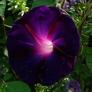 CHUXAY GARDEN 30 Seeds Dark Purple Morning Glory Seed,Ipomoea Purpurea Showy Accent Plant Native Wildflower