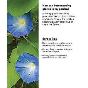 Burpee Heavenly Blue Morning Glory Seeds 150 seeds