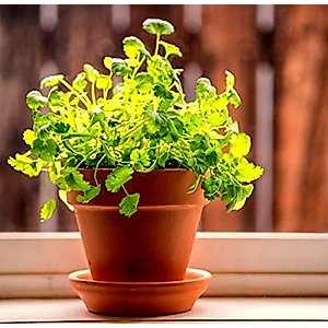 Coriander Cilantro Magnum Seeds for Planting Herb Garden 500+ Seeds