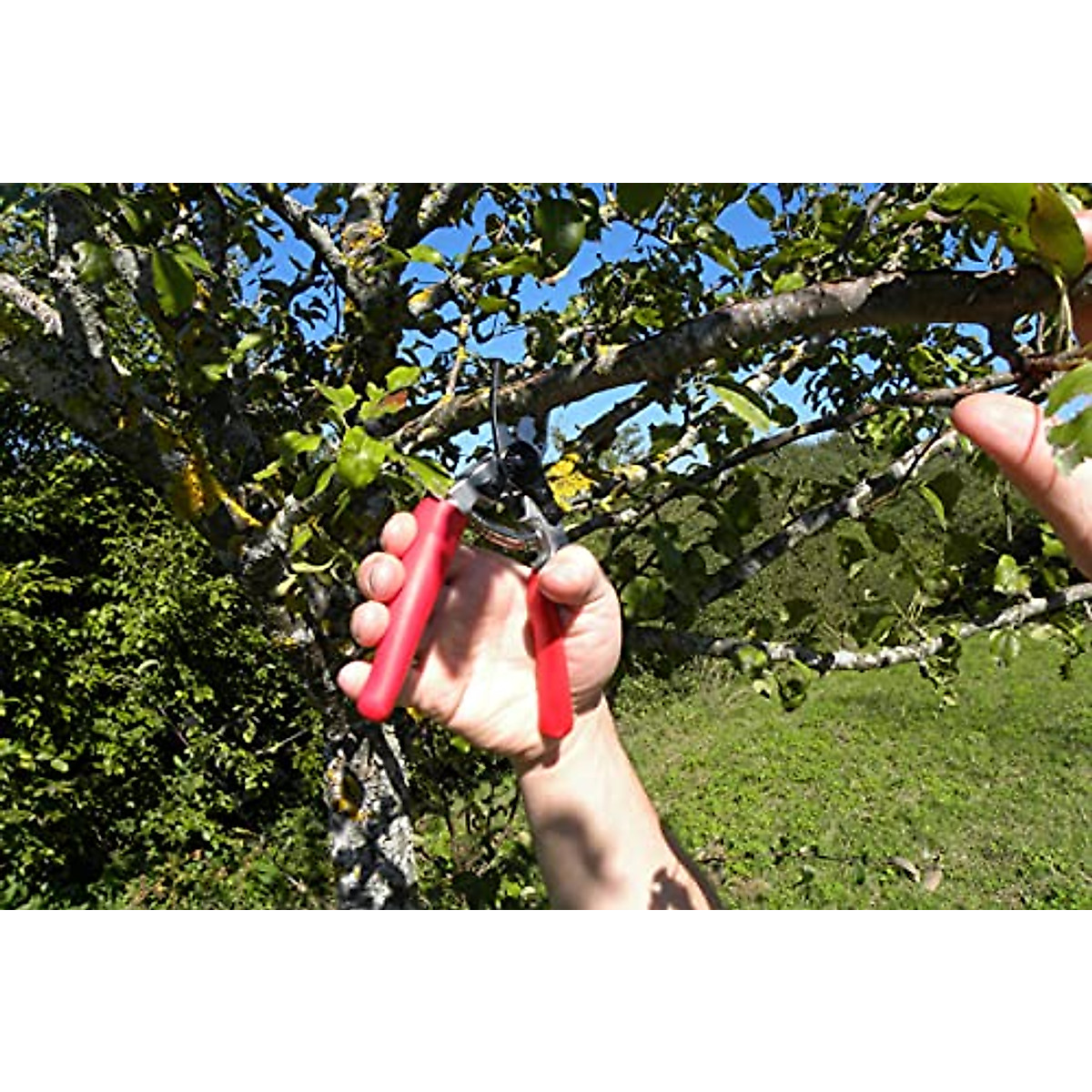 Felco Pruning Shears (F 12) - High Performance Swiss Made One-Hand Garden Pruner with Steel Blade