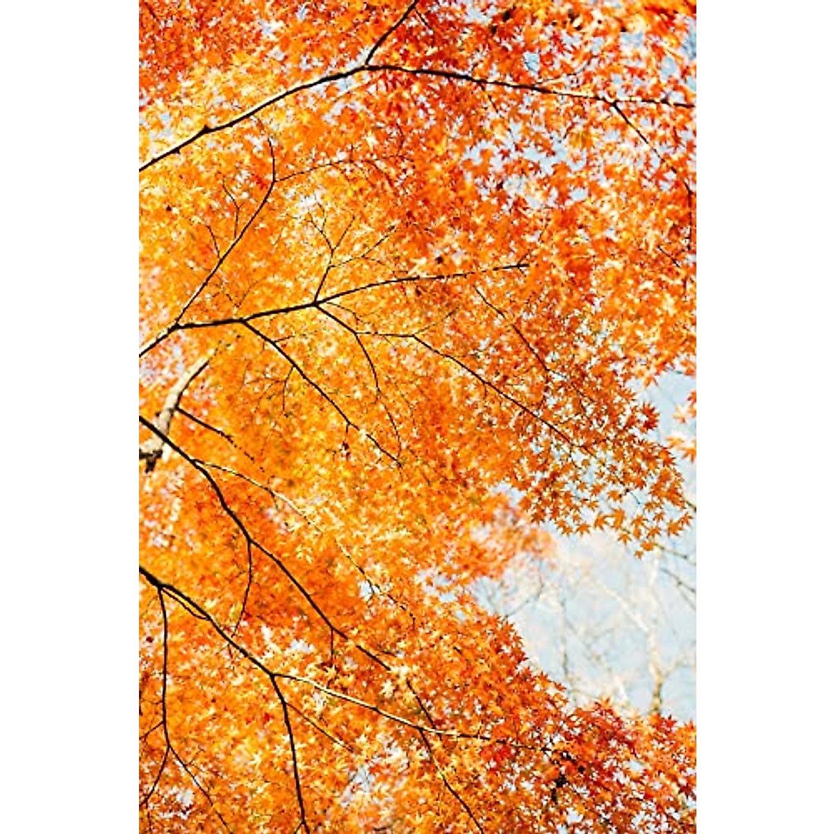 Japanese Maple | Medium Tree Seedling | The Jonsteen Company