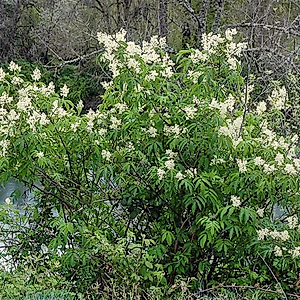 CHUXAY GARDEN 50 Seeds Sambucus Racemosa,Red Elderberry,Red-berried Elder Deciduous Suckering Shrub Attract Butterflies Great for Traditional and Wildlife Gardens