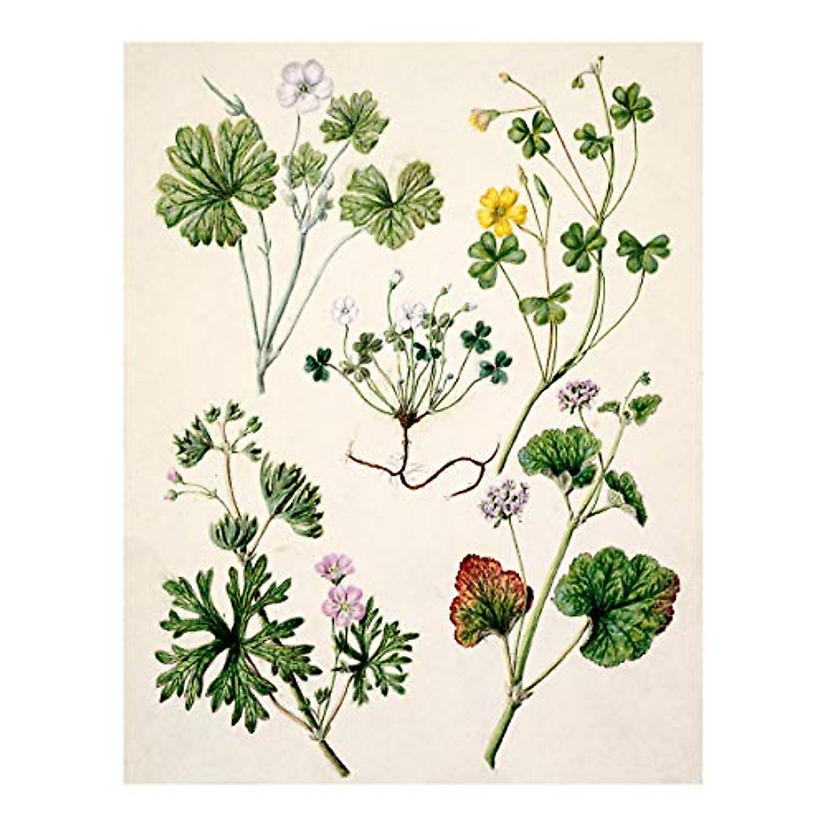 Vintage Botanical Prints | Forest Plants by Ink Inc. | Wildflower Leaves Floral Wall Art | Set of 6 8x10 Unframed