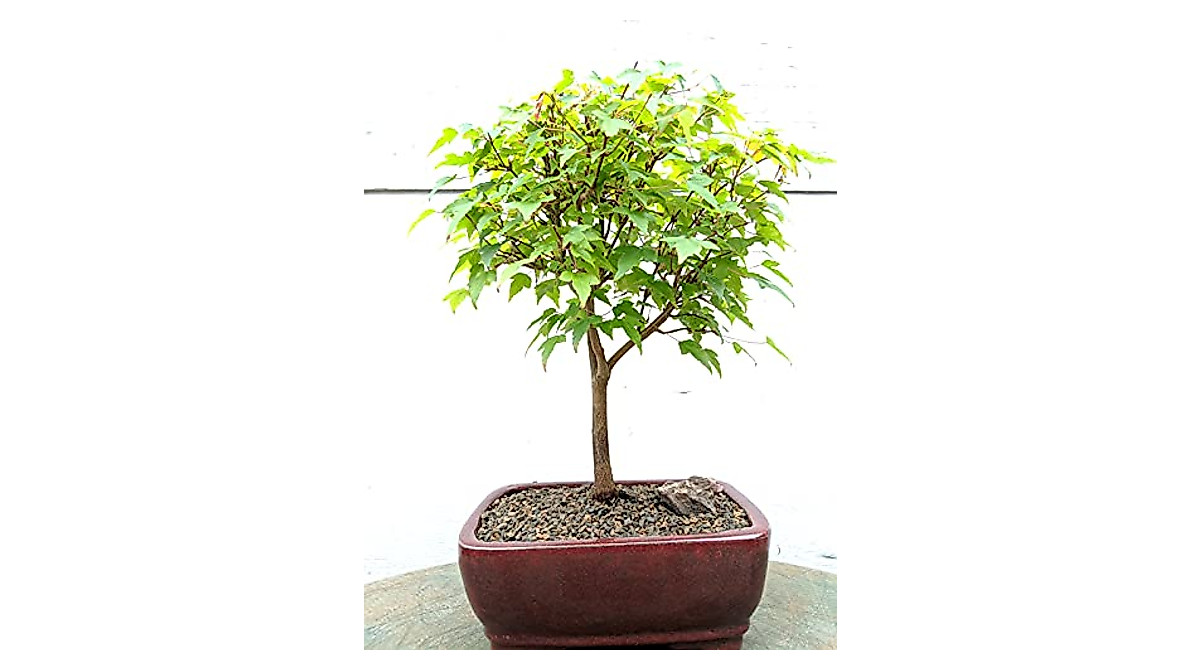 Dwarf Trident Maple Outdoor Bonsai - Vibrant Fall Colors