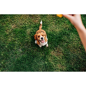 Chip's Naturals Doggie Chicken Chips Small 4 oz All Natural High Protein Low Calorie Healthy Dog Treats, Grain Free Gluten Free USDA Inspected & Approved Chicken Treat for Dogs, Pet Supplies