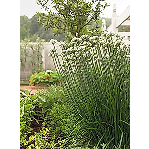 Garlic Chives 40 Live Plant Bare Root Hardy Perennial Herb Planting Ornaments Garden Perennials Simple to Grow Pots Gift