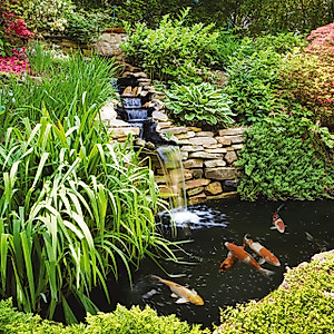 TetraPond Algae Control Treatment For Use With Fish & Plants, 33.8-Ounce