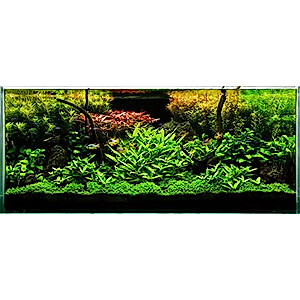 Aquatic Discounts - 3 Different Live Aquarium Plants - Anacharis + Hornwort + Java Fern BUY2GET1FREE!