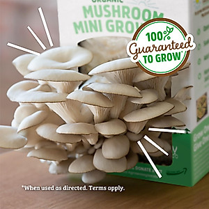 Back to the Roots Organic Mini Mushroom Grow Kit, Harvest Gourmet Oyster Mushrooms In 10 days, Top Gardening Gift, Holiday Gift, & Unique Gift