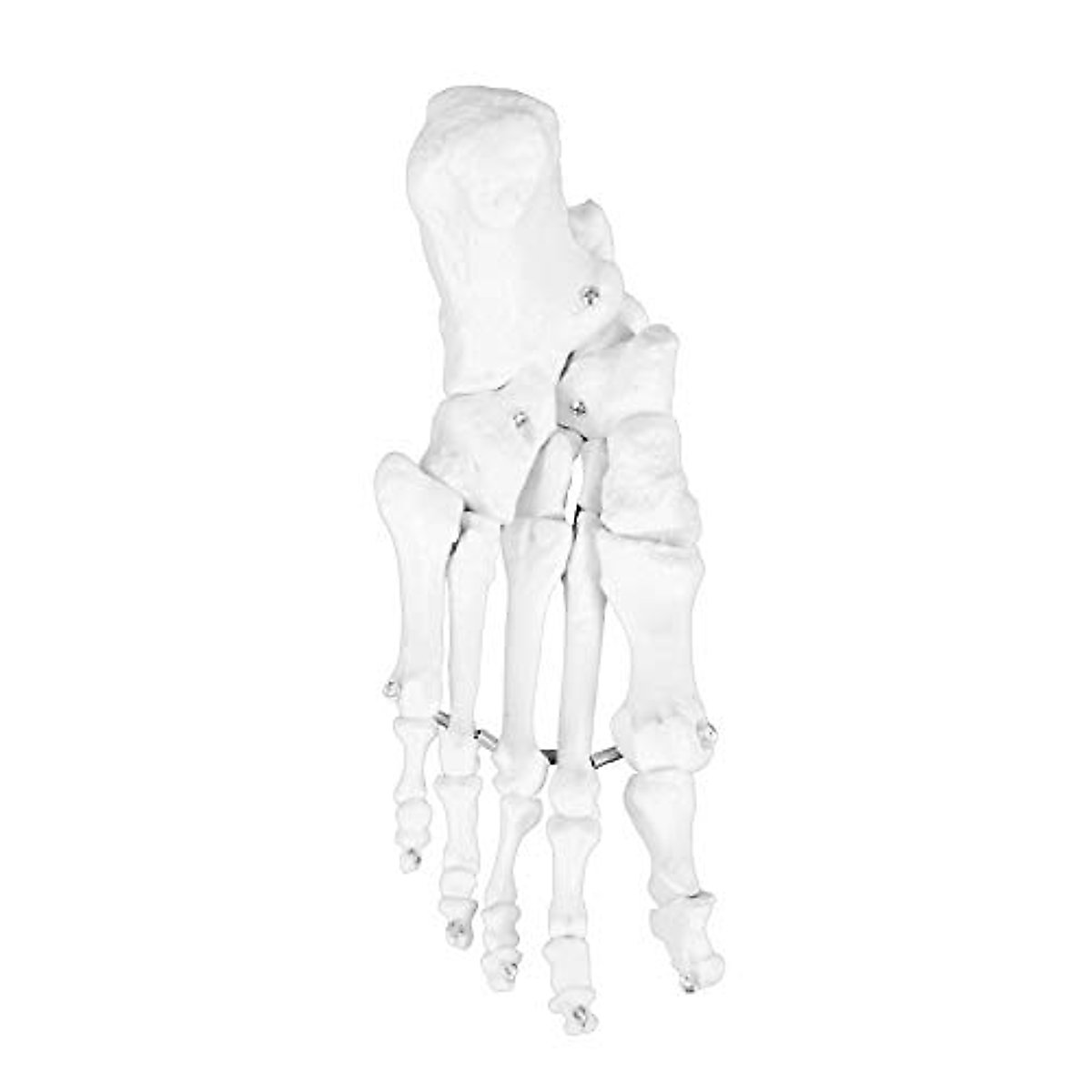 Vision Scientific VAS220-CC0 Life Size, Total Disarticulated Skeleton | Bones & Osteological Features Numbered for Identification | 3-Part Skull | Key to Numbered Structures W Manual & Carrying Case
