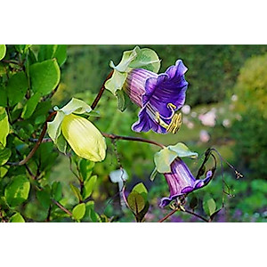 Seeds Cathedral Bellx Mix Cup and Saucer Vine (Cobea) Flowers Beautiful Hanging Annual Garden for Planting Non GMO