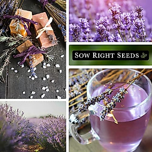 Sow Right Seeds - Lavender Seeds for Planting; Non-GMO Heirloom Seeds with Instructions to Plant and Grow a Beautiful Indoor or Outdoor herb Garden; Great Gardening Gift (4)