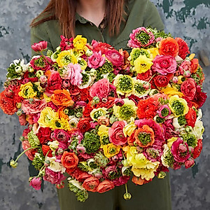 Ranunculus Bulbs - Super Green Mix - 100 Bulbs - Mixed Flower Bulbs, Corm Attracts Bees, Attracts Pollinators, Easy to Grow & Maintain, Fragrant, Container Garden