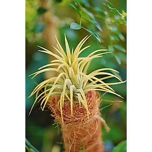 Air Plants Live - Home and Garden Decor - Live House Plants - Easy Care (6 pcs)