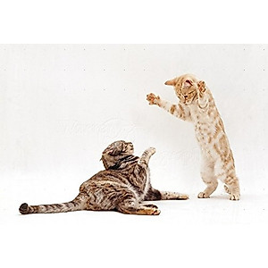 PET SUPPLEMENTS cat Liver Treats - Allergy Relief - for Cats - Advanced ITCHING Solution - CHEWABLE Treats - cat Skin Allergy - 3 Bottle (225 Chews)