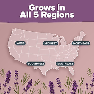 HOME GROWN Premium English Lavender Seeds, 1500 Non-GMO Herb Seeds, USA-Sourced Wildflower Seed for Planting Indoor/Outdoor, High Germination, Plant Flower Seeds