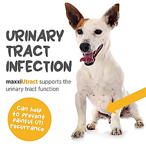 maxxipaws maxxiUtract Urinary & Bladder Support - Powder Supplement for Dogs, 5.3oz