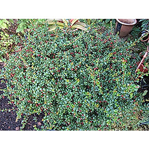 1135-Chilean Strawberry Bush (Ugni molinae) Seeds by Robsrareandgiantseeds UPC0764425787488 Non-GMO,Organic,Historic Plants, Bonsai,1135 Package of 5 Seeds