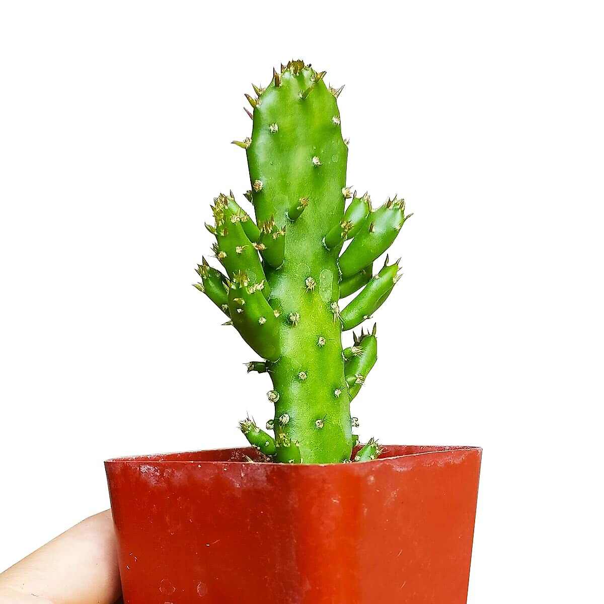 Joseph's Coat Cactus (2" Plastic Pot) - Live. Healthy Cactus - Opuntia monacantha - Barbary Fig Cactus - Prickly Pear Cactus