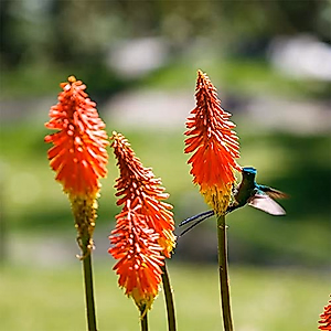 QAUZUY GARDEN 25 Seeds Dwarf Red Hot Pokers Seeds Torch Lily Flower, African Flame Flower, Devil's Poker Kniphofia Triangularis Seeds- Striking Flower for Home Garden