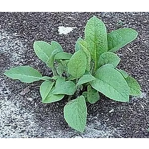 Live Organic Comfrey Plant - Established and Rooted Plants - Bocking 14 Cultivar - comphrey - knitbone - by Yumheart Gardens