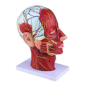 Ultrassist Human Anatomical Half-Head Model Includes Electronic Diagram with Superficial Neurovascular and Musculature Details, Ideal for Kids’ Learning, Education, and Display