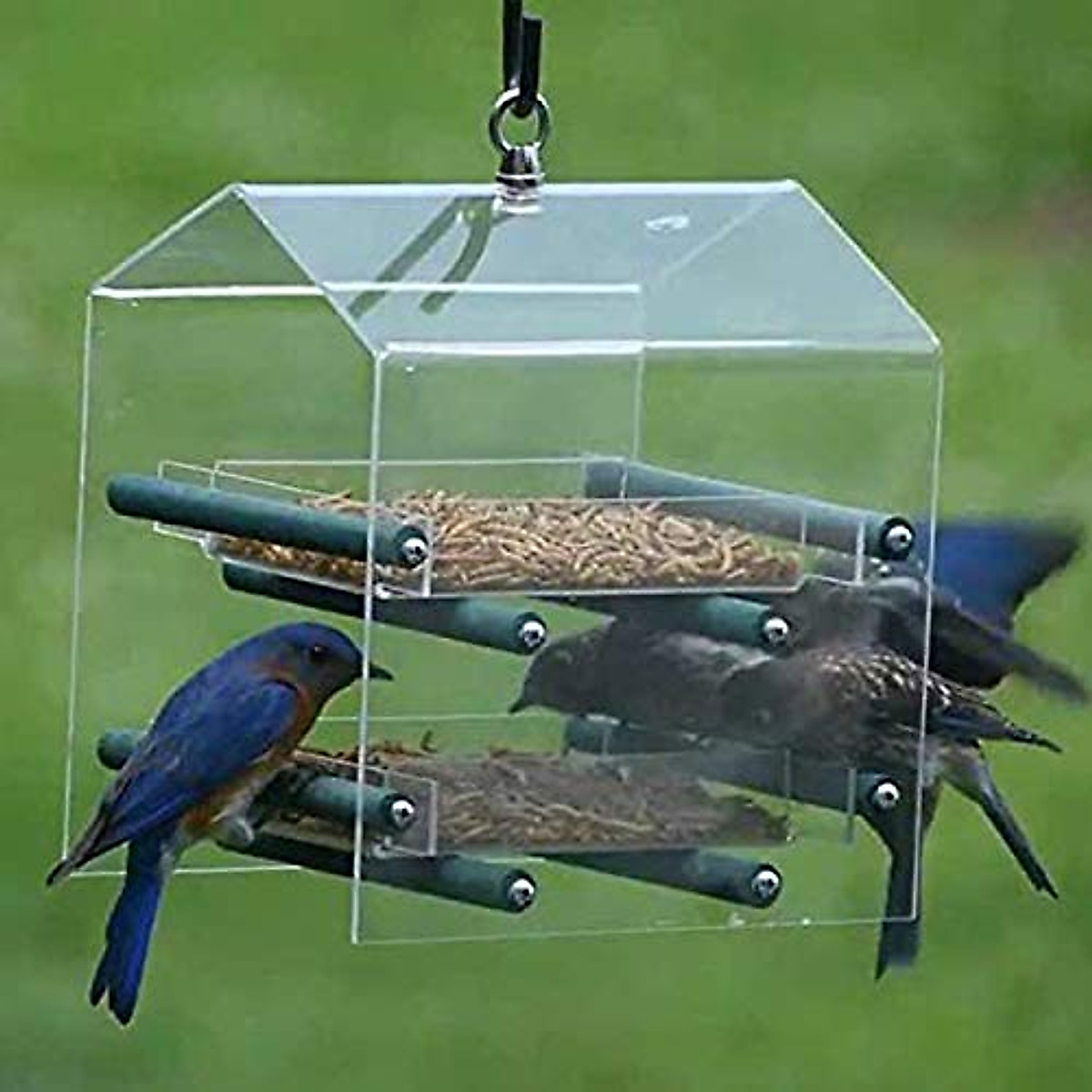 Amzey Dried Mealworms - 2 Pack 3.5OZ (7OZ Total) - High Protein Non GMO Mealworms - Great for Bearded Dragon, Birds, Fish, Lizard, Ducks, Chickens, Hamsters, Hedgehogs,Turtle Food, Reptile Food