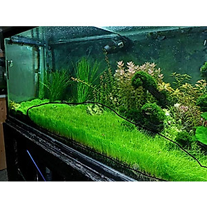 Marcus Fish Tanks - 3X Dwarf Hair Grass Eleocharis Parvula Live Aquarium Plants Carpeting Plant for Aquatic Freshwater Fish Tank