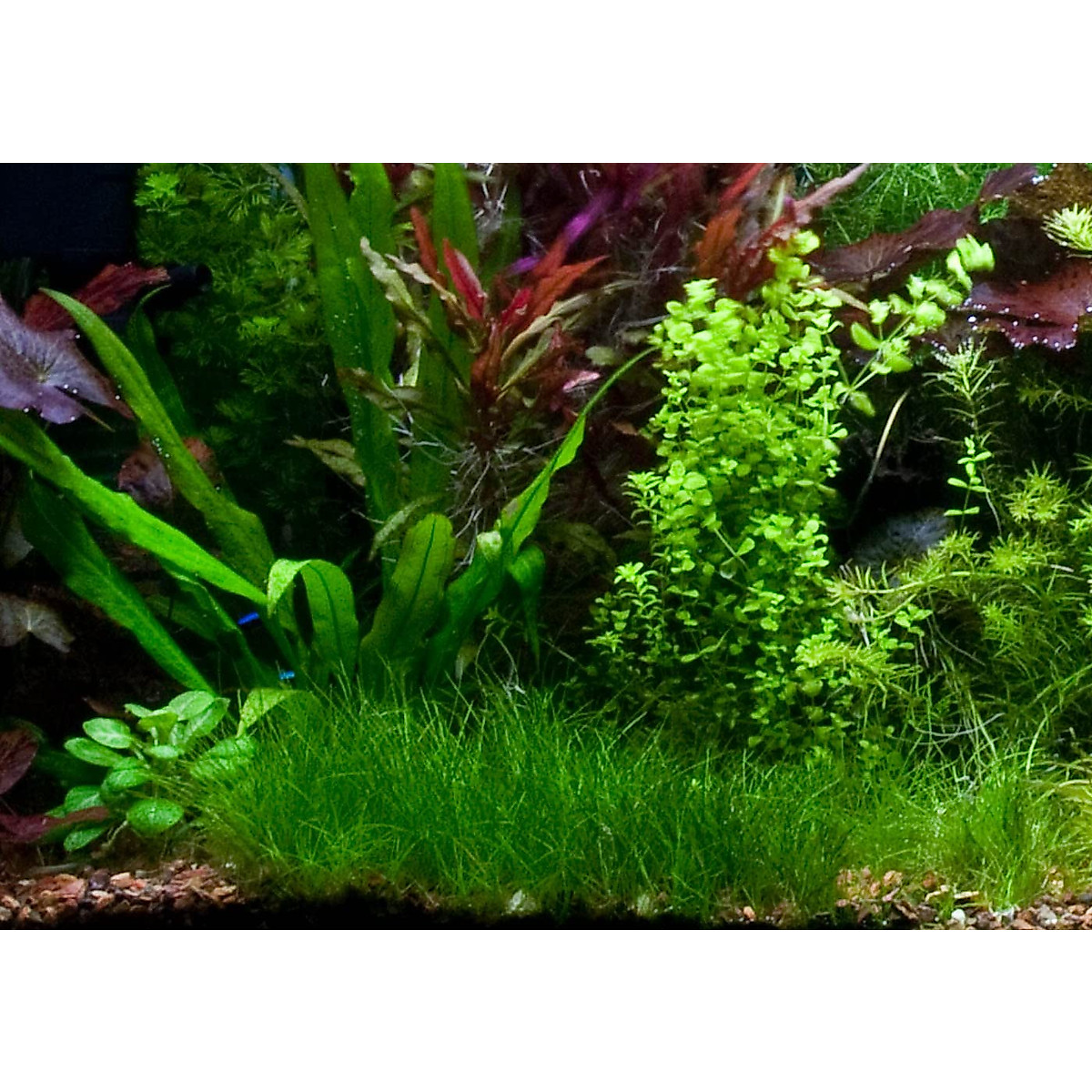 Marcus Fish Tanks - Dwarf Hairgrass Live Aquarium Plant Tissue Culture Freshwater Aquatic Plants