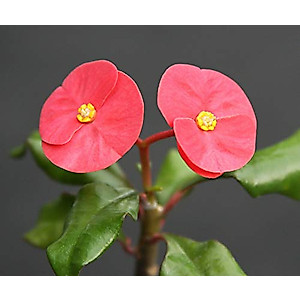 Toyensnow - Euphorbia geroldii Exotic Rare monadenium Cacti Caudex Indoor Aloe Bonsai (2" Pot)