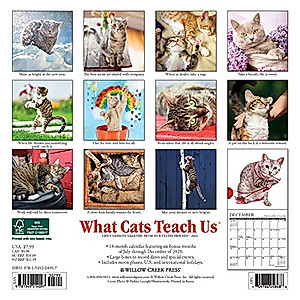 What Cats Teach Us 2021 Mini Wall Calendar
