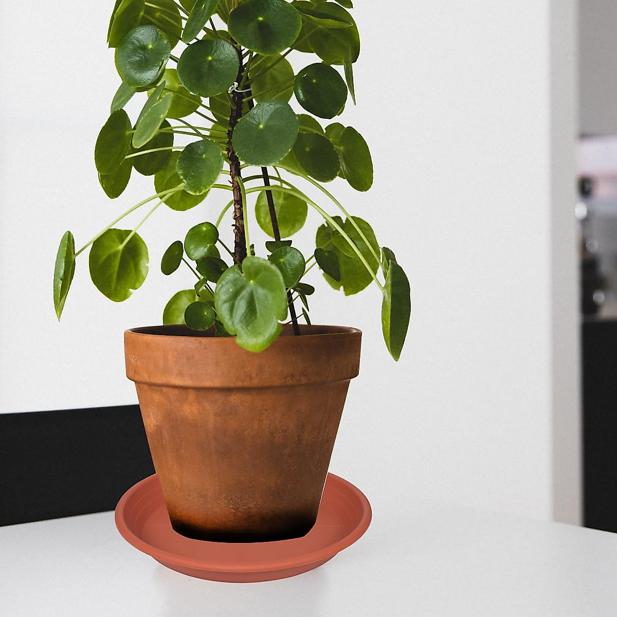 SAUCERHOME 5 Packs Plant Saucer Pot Tray 6 8 10 12 14 16 19 20 Inch Plastic Flower Planter Saucers and Drip Trays for Indoors Outdoors, Heavy Durable Plant Plate Water Catcher (6 Inch Terracotta)