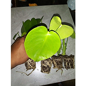 5 Pack Monstera Delicious 'Swiss Cheese Plant' Live Plants Easy to Grow Edible Fruits Tropical Indoor or Outdoor