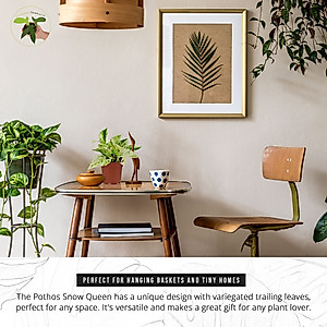 California Tropicals Pothos Snow Queen - 4" Live Plant - Variegated White and Green Leaves - Easy to Care for - Perfect for Indoor and Outdoor Home Decor, Office, and Gift - Pot Included