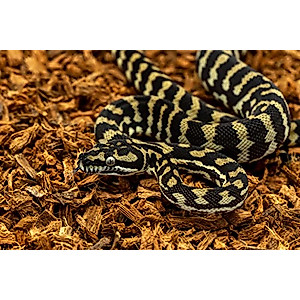 BabiChip Coconut Chip Substrate for Reptiles 12 Quart Loose Small Sized Coco Husk Chip Bedding for Ball Pythons, Other Snakes, Tortoises, Geckos, Frogs, or Lizard Terrarium Tanks