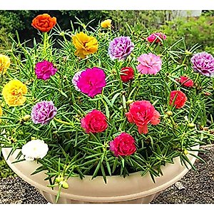 KVITER Mixed Moss Rose Plant Seed Mix - 1000 Seeds ‘Portulaca Grandiflora’ Flowers for Bonsai Garden Balcony Planting