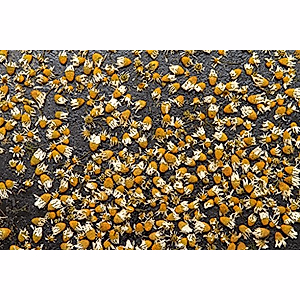 Herb Seeds - German Chamomile - Medicinal, Flowering, and Edible - Liliana's Garden