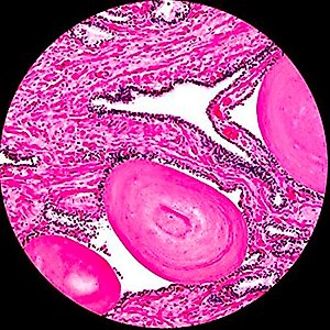 AmScope PS100B Prepared Microscope Slide Set for Basic Biological Science Education, 100 Slides, Set B, Includes Fitted Wooden Case