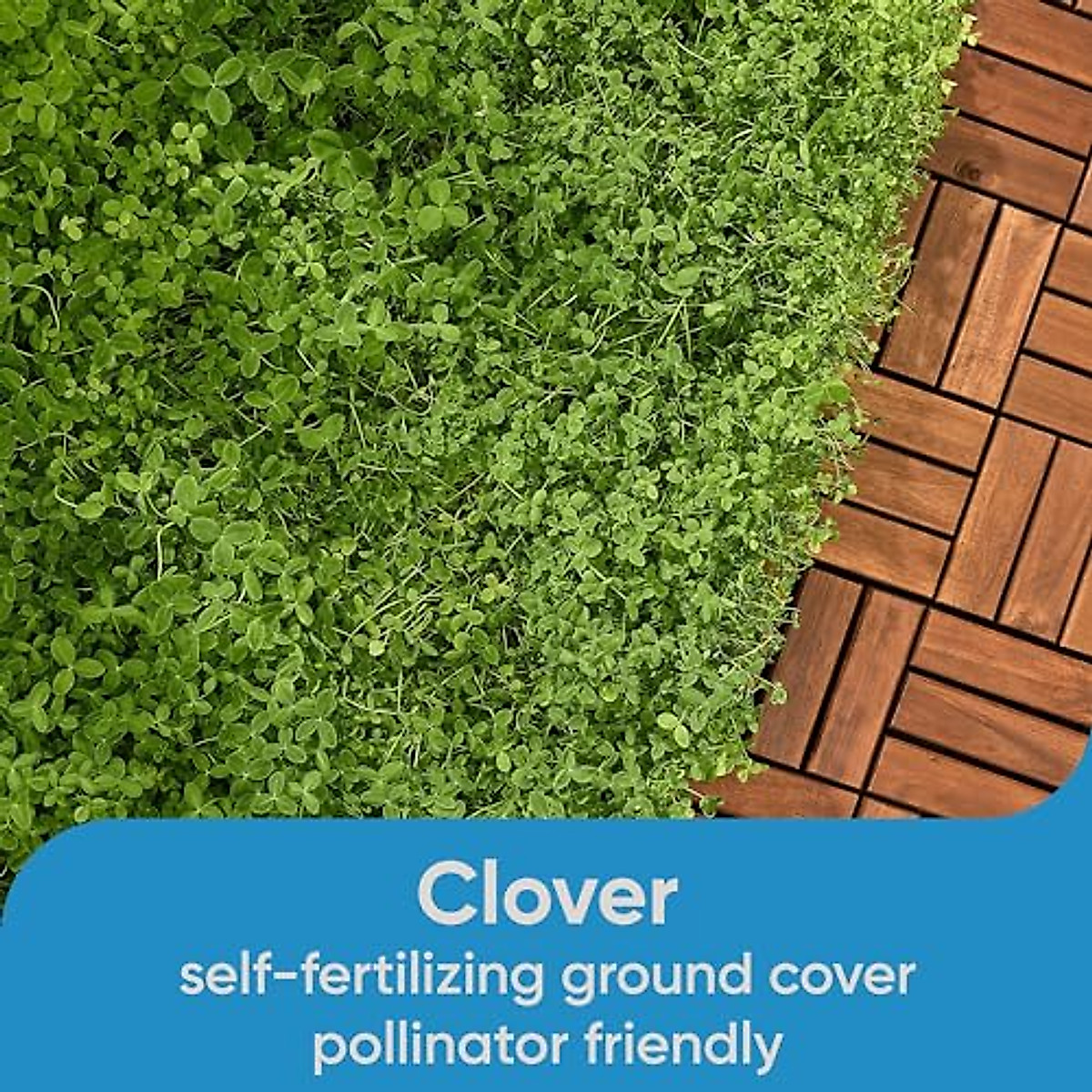 Scotts Pursue Clover Lawn, Rich in Natural Ingredients, 2 lbs.