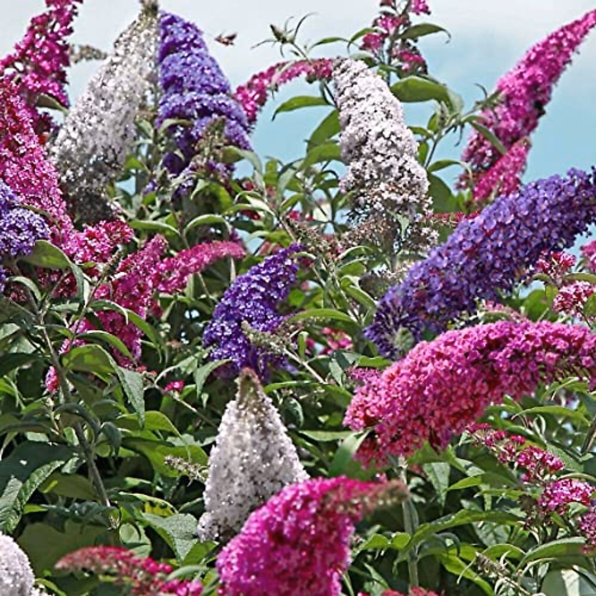 GardenGeng 300+ Butterfly Bush Seeds - Non-GMO - Perennial Mix Color Butterfly Bush Seeds for Planting Outdoor/Home Garden