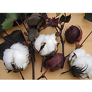 KVITER White Cotton 25 Seeds - Gossypium Hirsutum Cotton Plant, Easy Grow Perennial Shrub Upland Cotton, Winter Hardy Showy Flowers Plants, Mexican Cotton Seeds for Growing