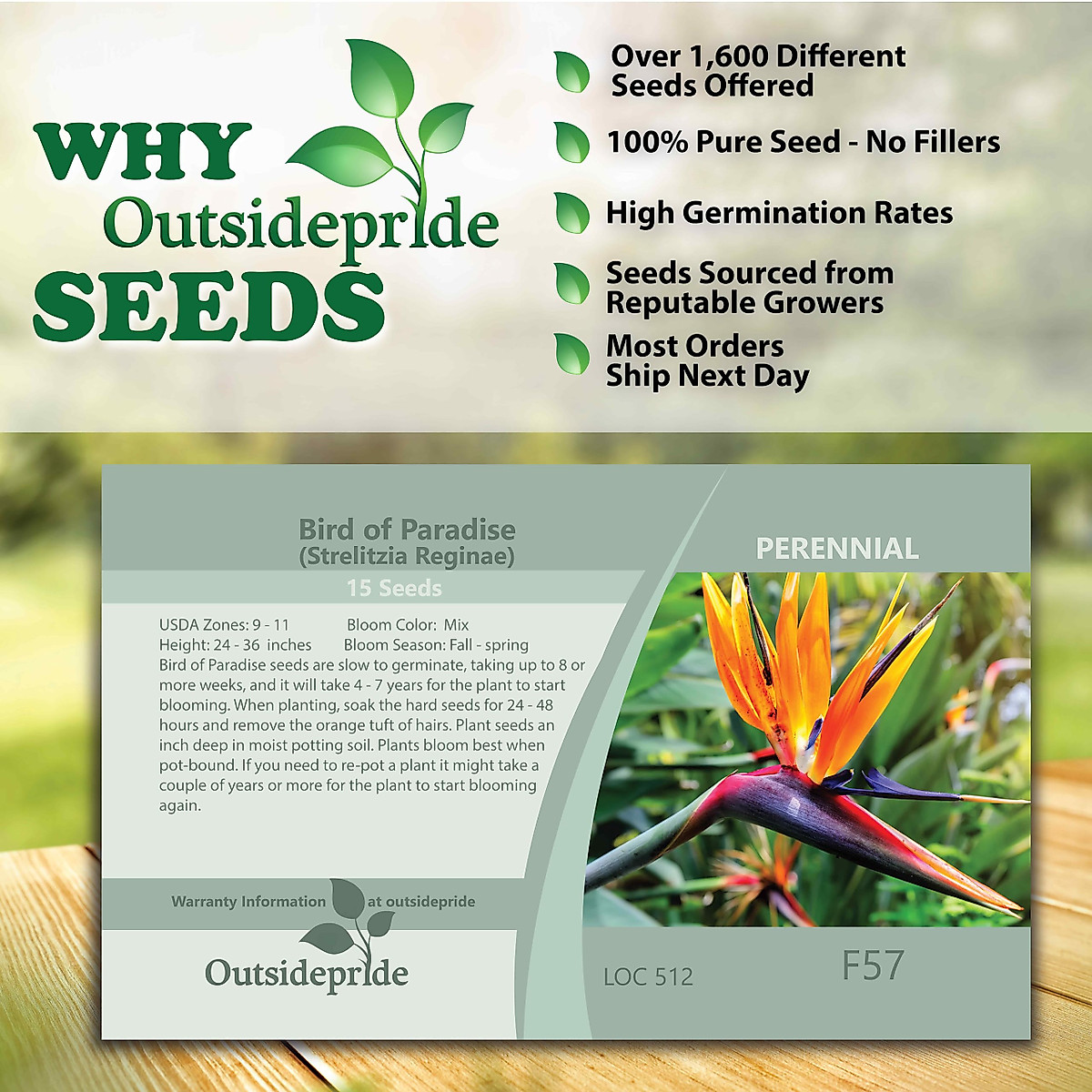 Outsidepride Bird of Paradise Plant Flower Seed - 15 Seeds