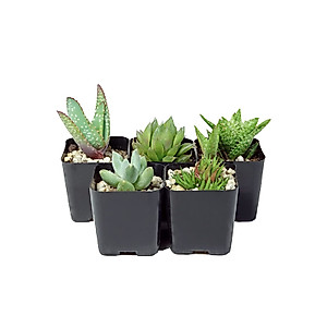 Black Square Flower Nursery Pots for Starting Seedlings, Succulents, or Cacti - 2" x 2", Pack of 100 + THCity Stakes