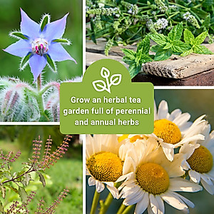 Sow Right Seeds - Large Herbal Tea Garden Seed Collection - Lemon Balm, Mint, German Chamomile, Lavender, Echinacea, Holy Basil, Calendula, Borage, Hyssop, Peppermint Non-GMO Heirloom Seeds